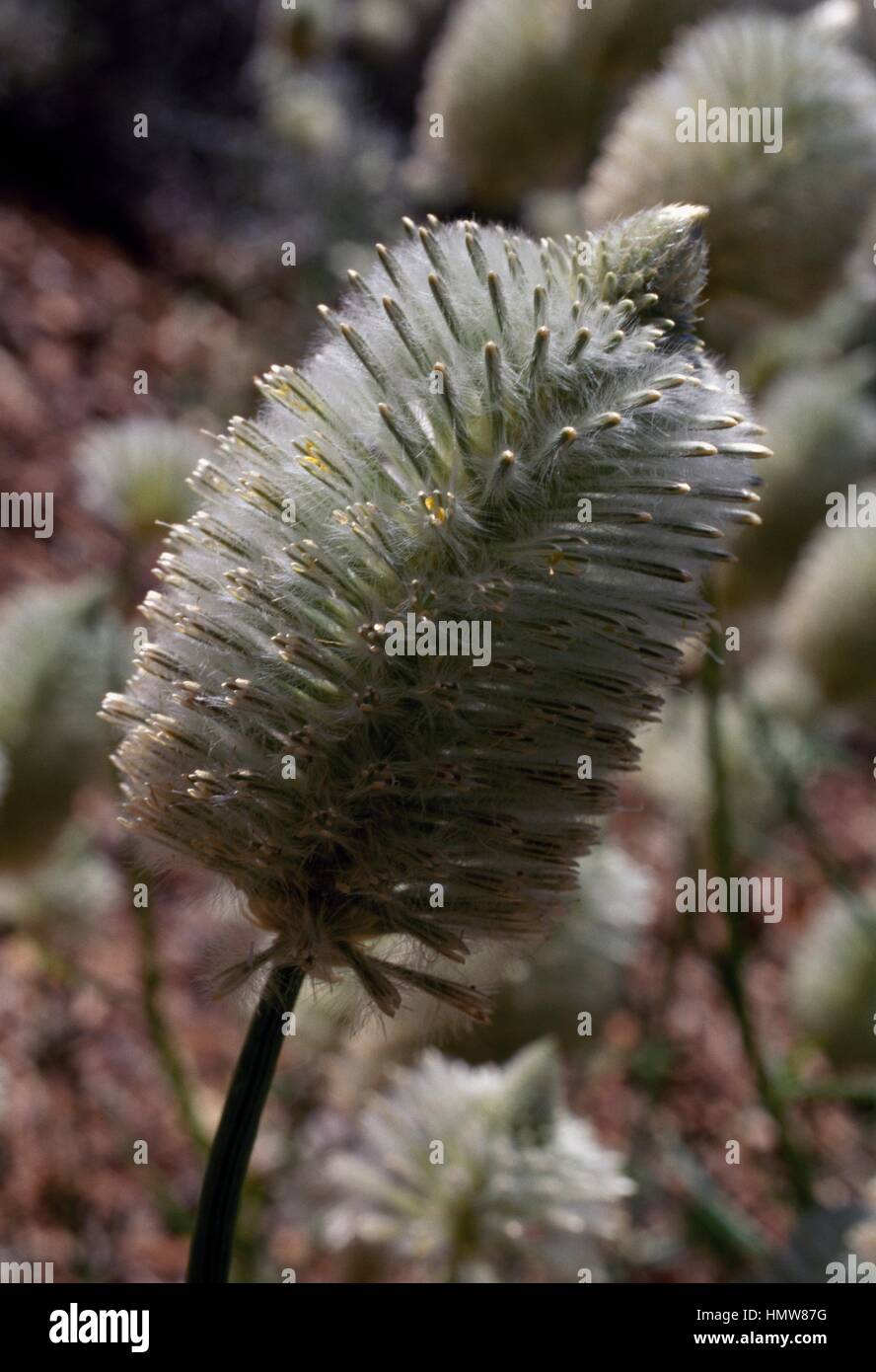 Ptilotus sp flower, Amaranthaceae Stock Photo - Alamy