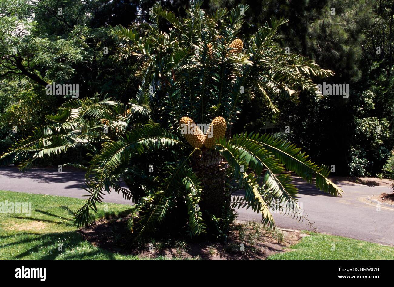 Breadtree or Broodboom (Encephalartos altensteinii), Zamiaceae Stock ...