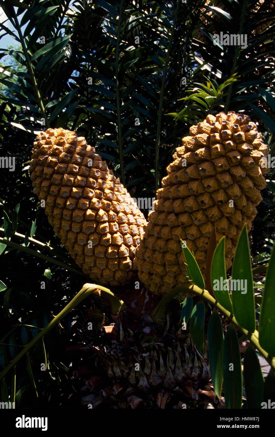 Broodboom hi-res stock photography and images - Alamy