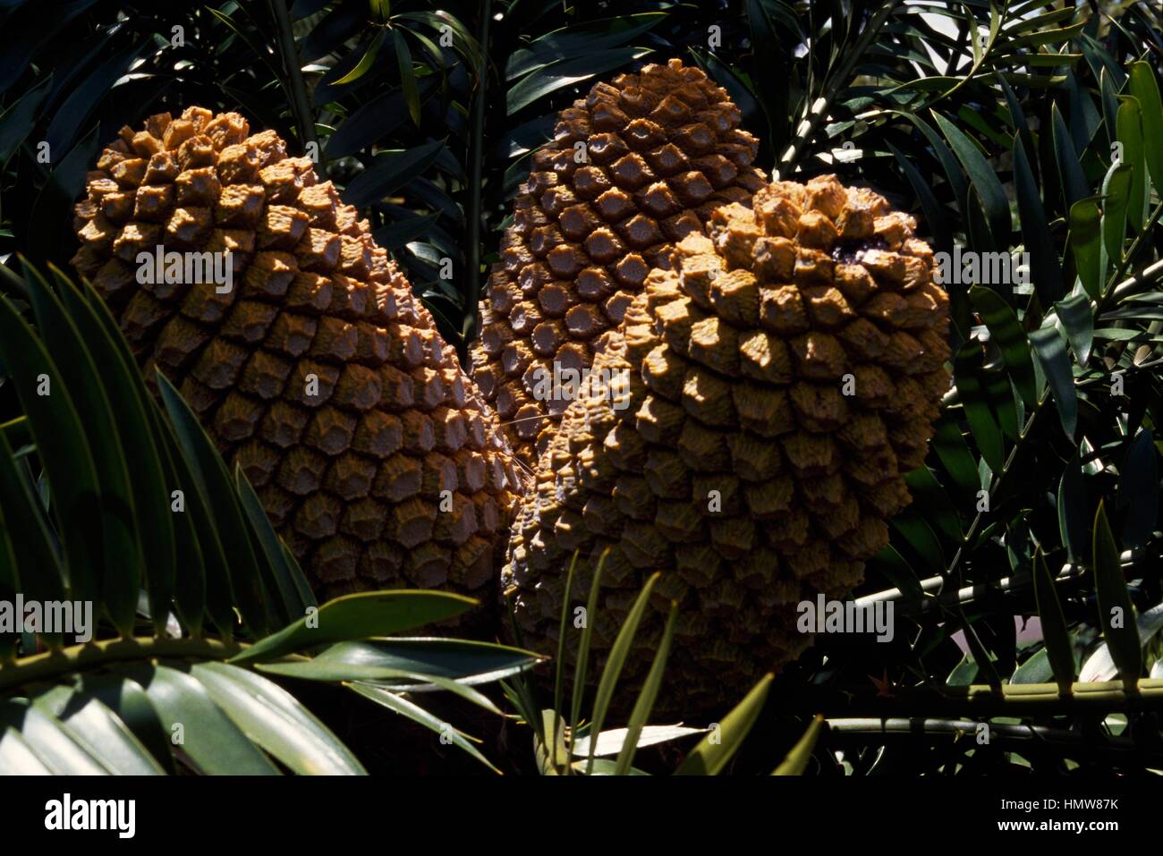 Inflorescence of Breadtree or Broodboom (Encephalartos altensteinii ...