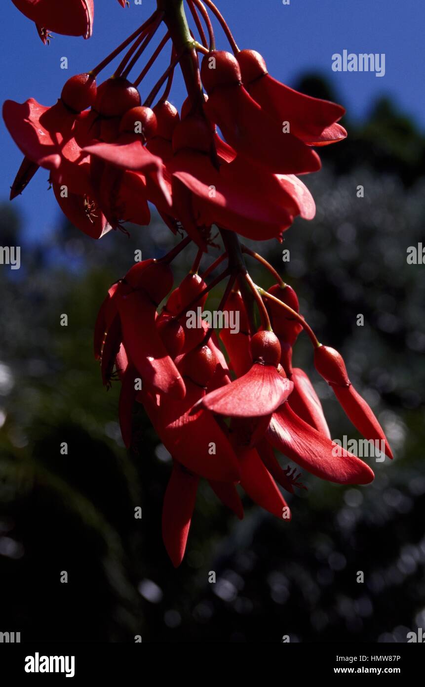 Cockspur Coral tree flowers (Erythrina crista-galli), Fabaceae ...