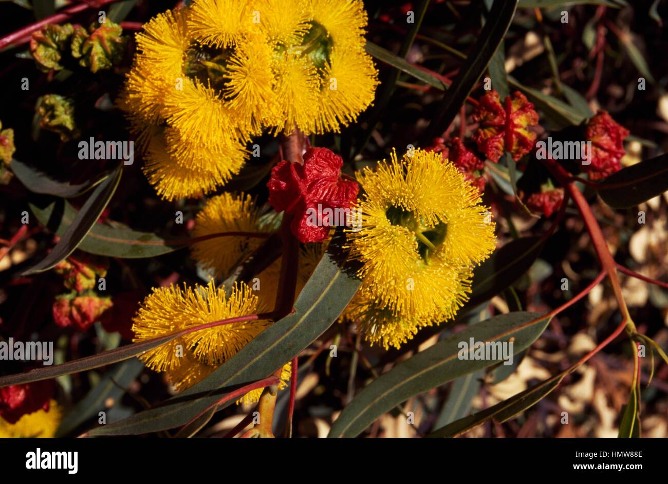 Eucalyptus forrestiana hi-res stock photography and images - Alamy