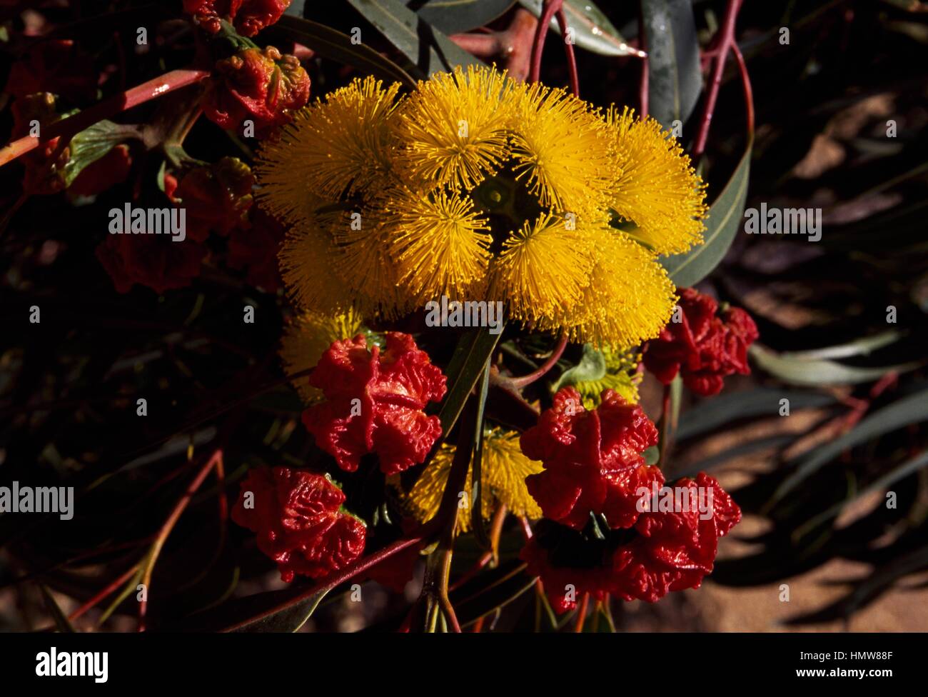 Flowers and leaves of Fuchsia Gum (Eucalyptus forrestiana), Myrtaceae ...