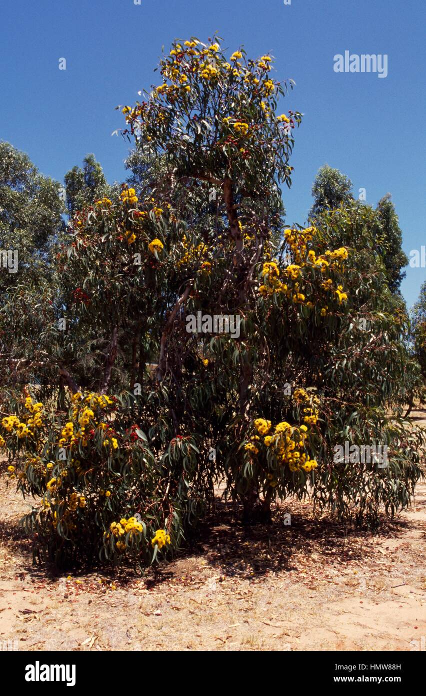 Fuchsia Gum (Eucalyptus forrestiana) flowering, Myrtaceae Stock Photo ...