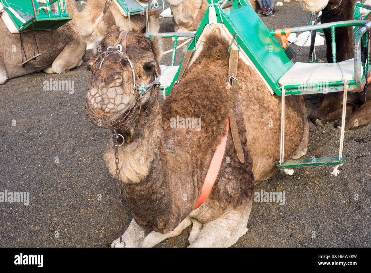 Camel saddles green seats hi-res stock photography and images - Alamy