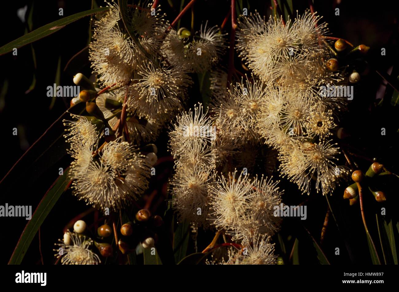 Red Mallee flowers (Eucalyptus socialis), Myrtaceae. Australia Stock ...