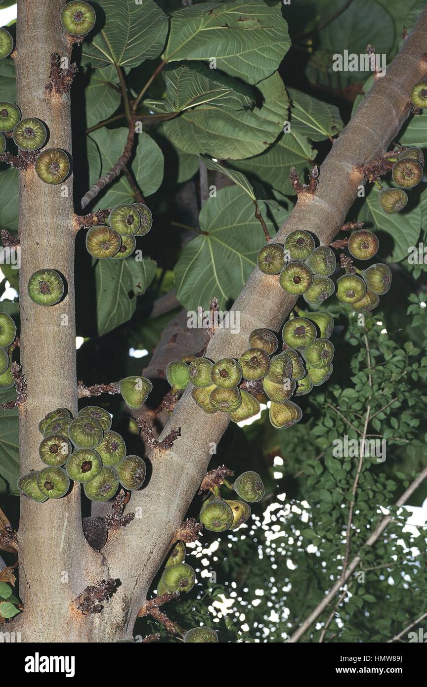 Botany - Moraceae - Figs (Ficus auriculata), tree trunk and fruits ...