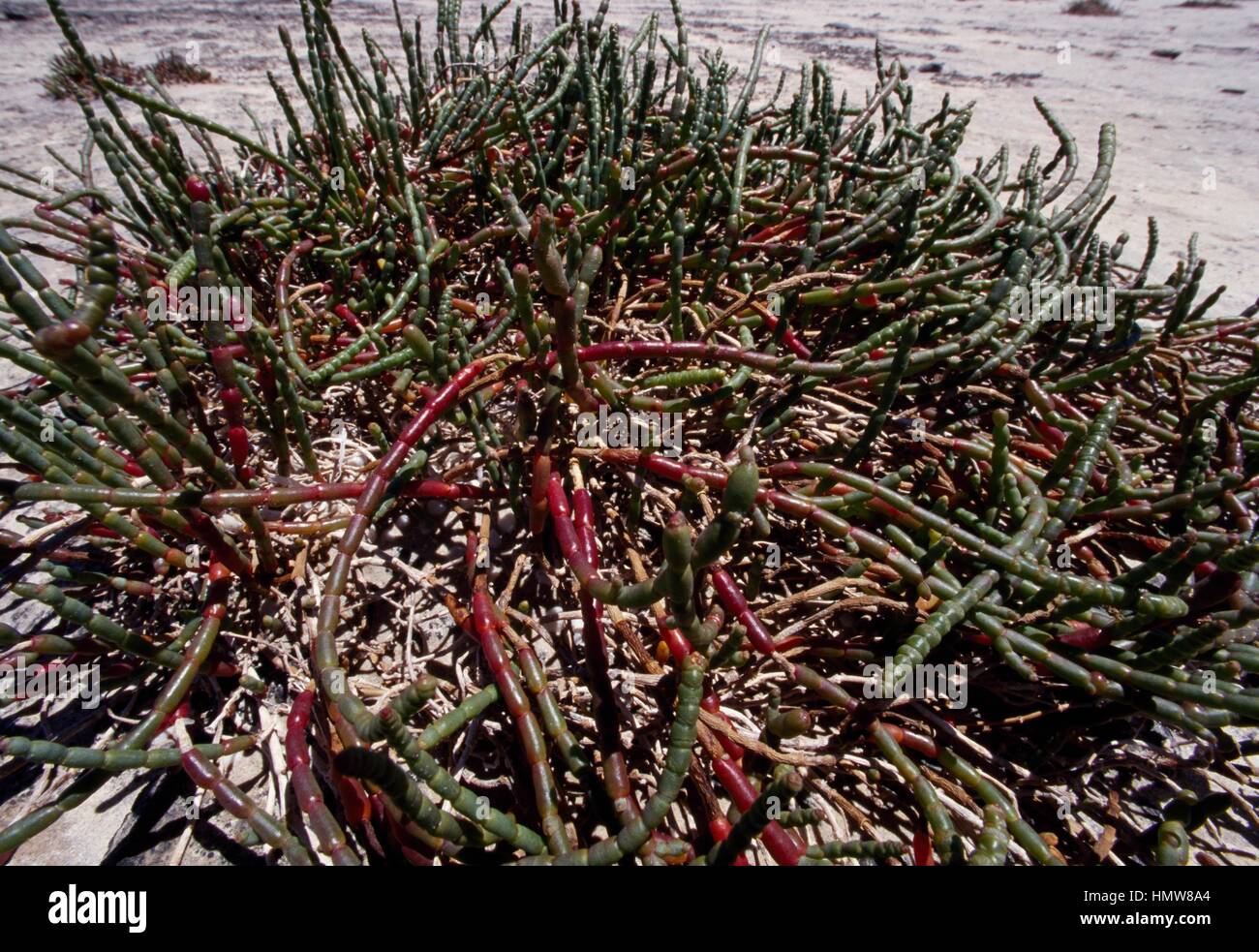 Tecticornia sp hi-res stock photography and images - Alamy