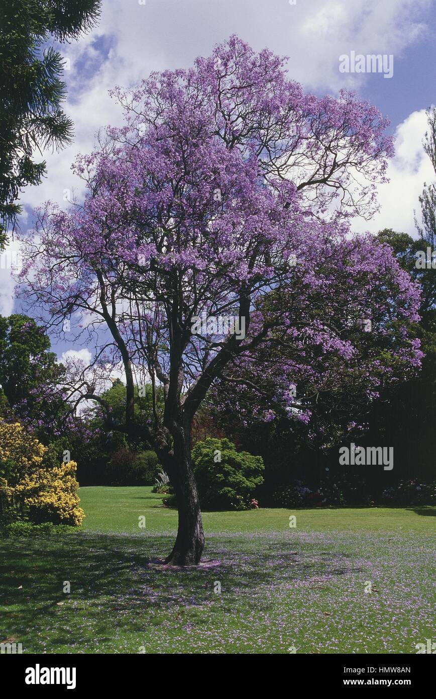 Blue Jacaranda (Jacaranda mimosifolia Stock Photo - Alamy