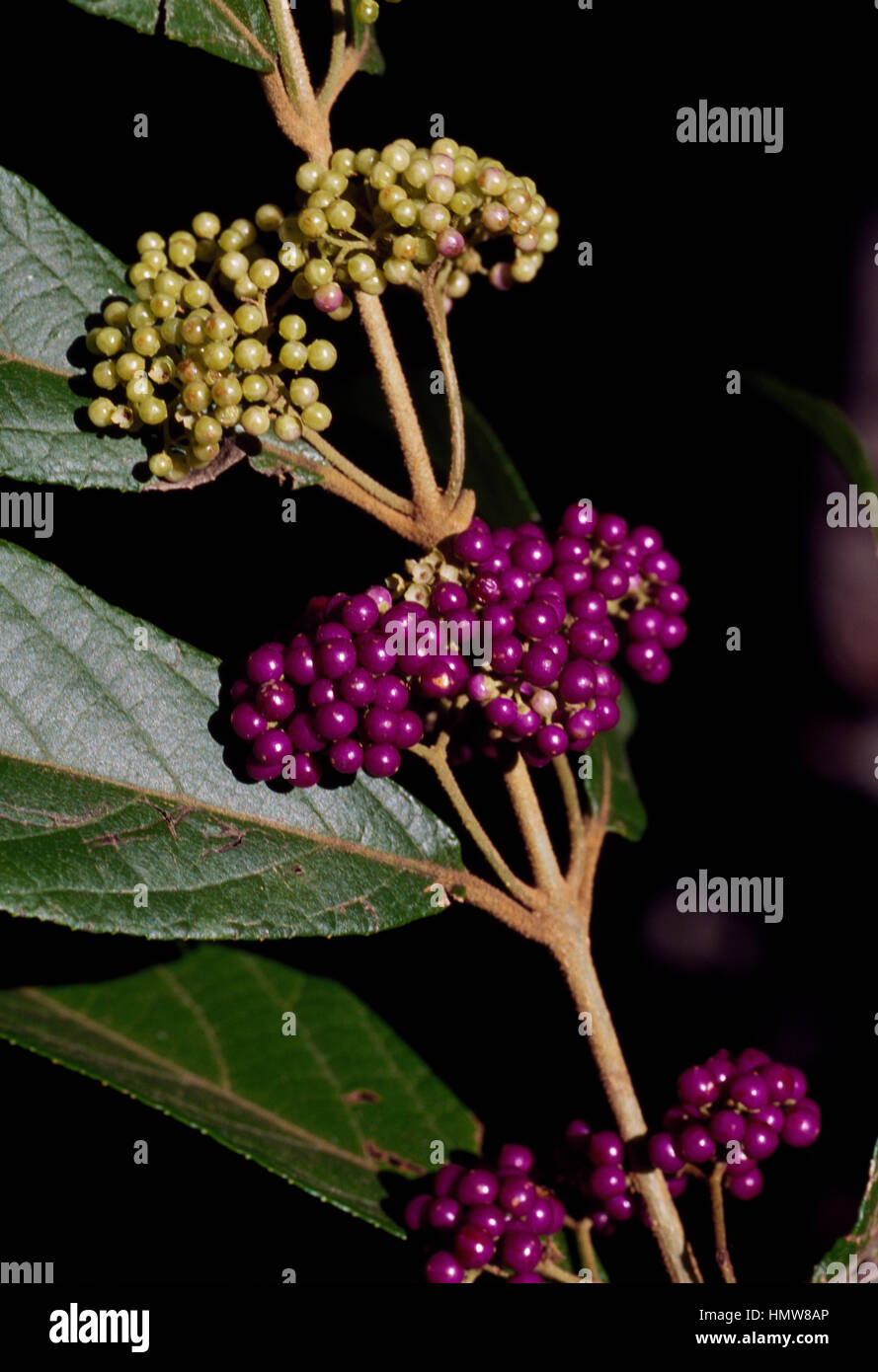 Callicarpa candicans, Verbenaceae Stock Photo - Alamy