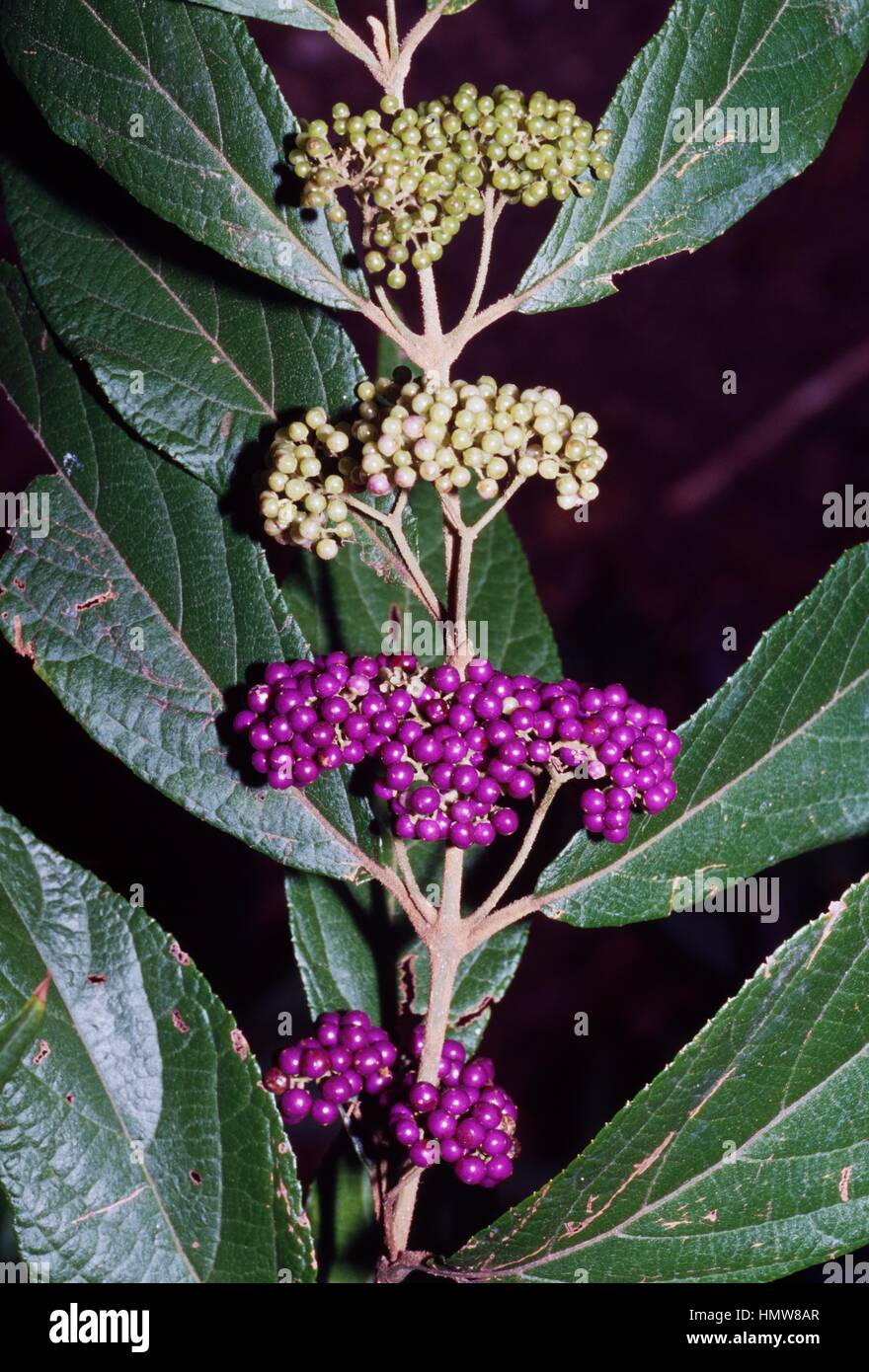 Callicarpa candicans berries hi-res stock photography and images - Alamy