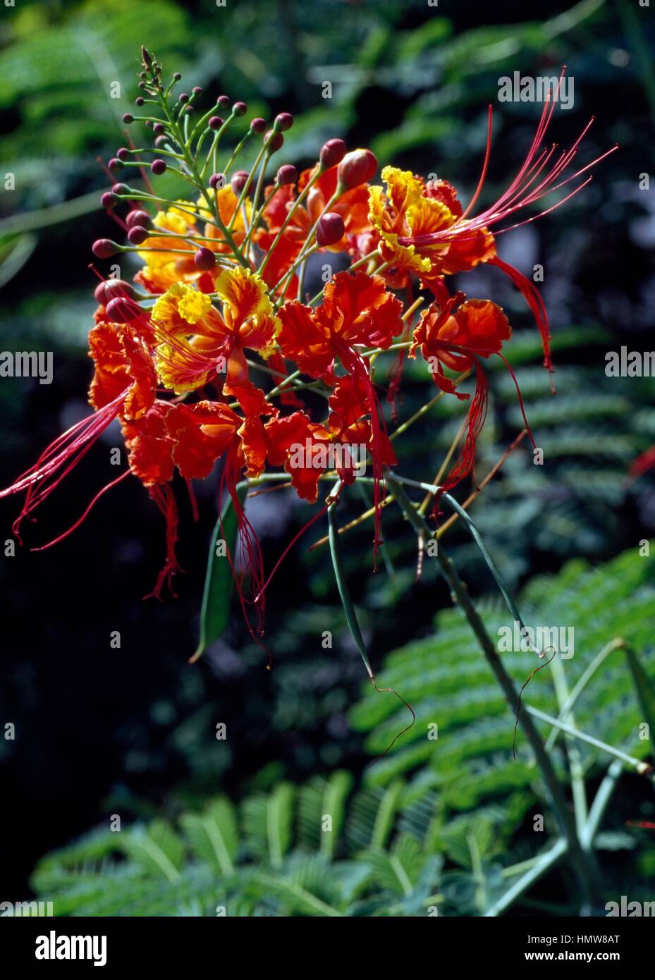 Great Woolly Malayan Lilac flowers (Callicarpa candican, Verbenaceae ...