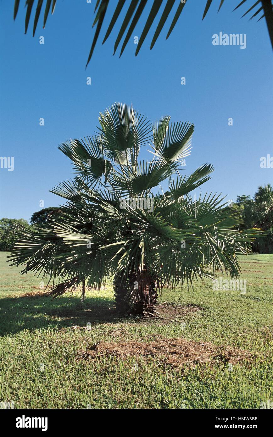 Botany - Arecaceae. Copernicia (Copernicia alba Stock Photo - Alamy