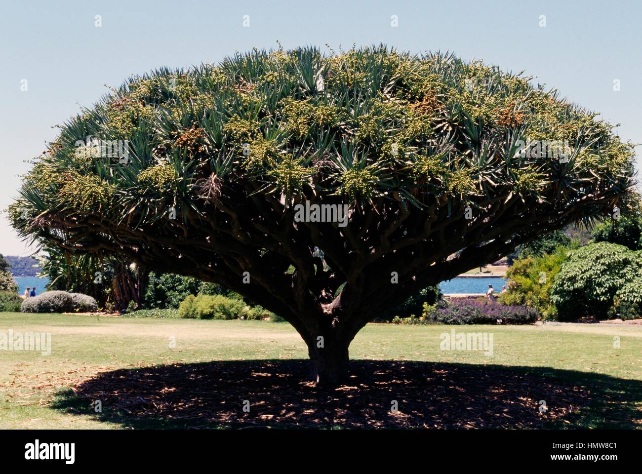 Canary Islands Dragon Tree (Dracaena draco), Agavaceae Stock Photo - Alamy