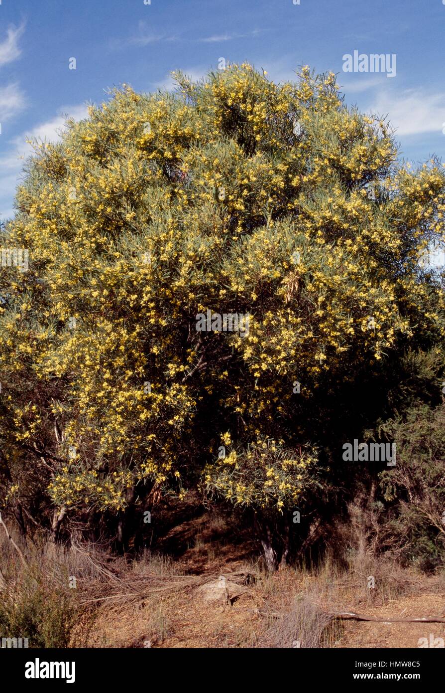 Kangaroo thorn (Acacia paradoxa or Acacia armata), Mimosacee-Fabaceae ...