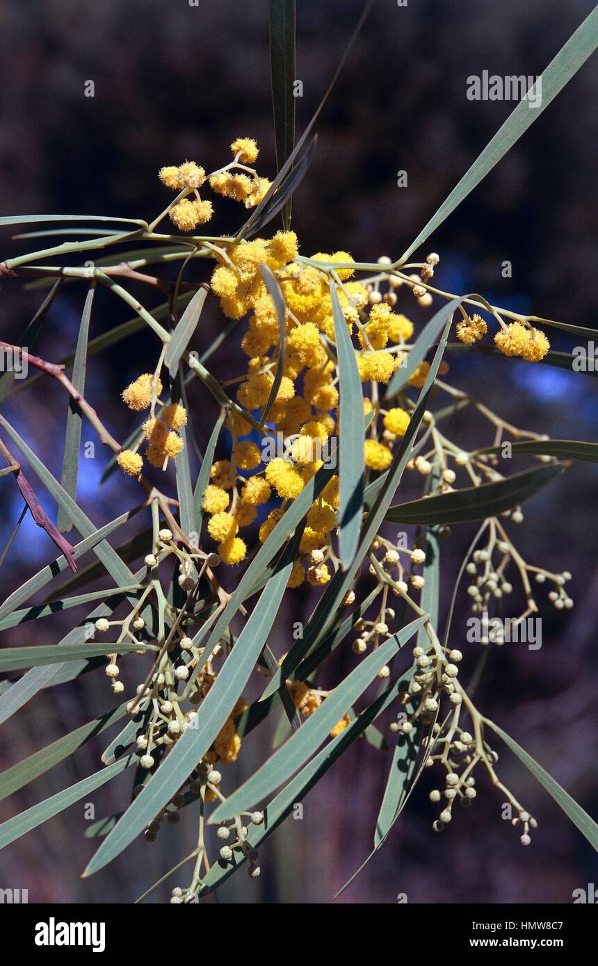 Kangaroo thorn (Acacia paradoxa), Mimosacee-Fabaceae-Leguminosae Stock ...
