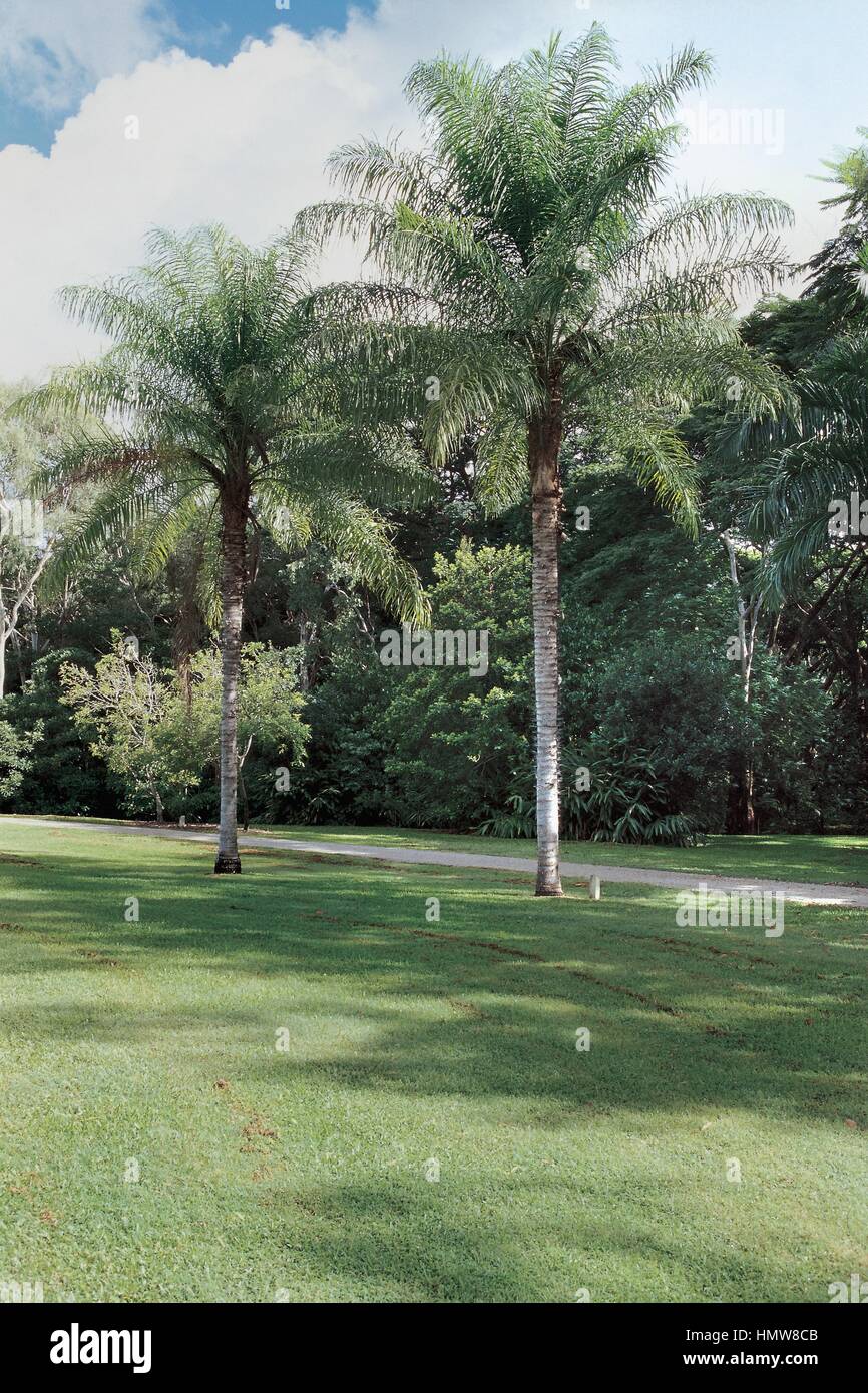 Botany - Trees - Arecaceae. Gru gru palm (Acrocomia aculeata Stock ...