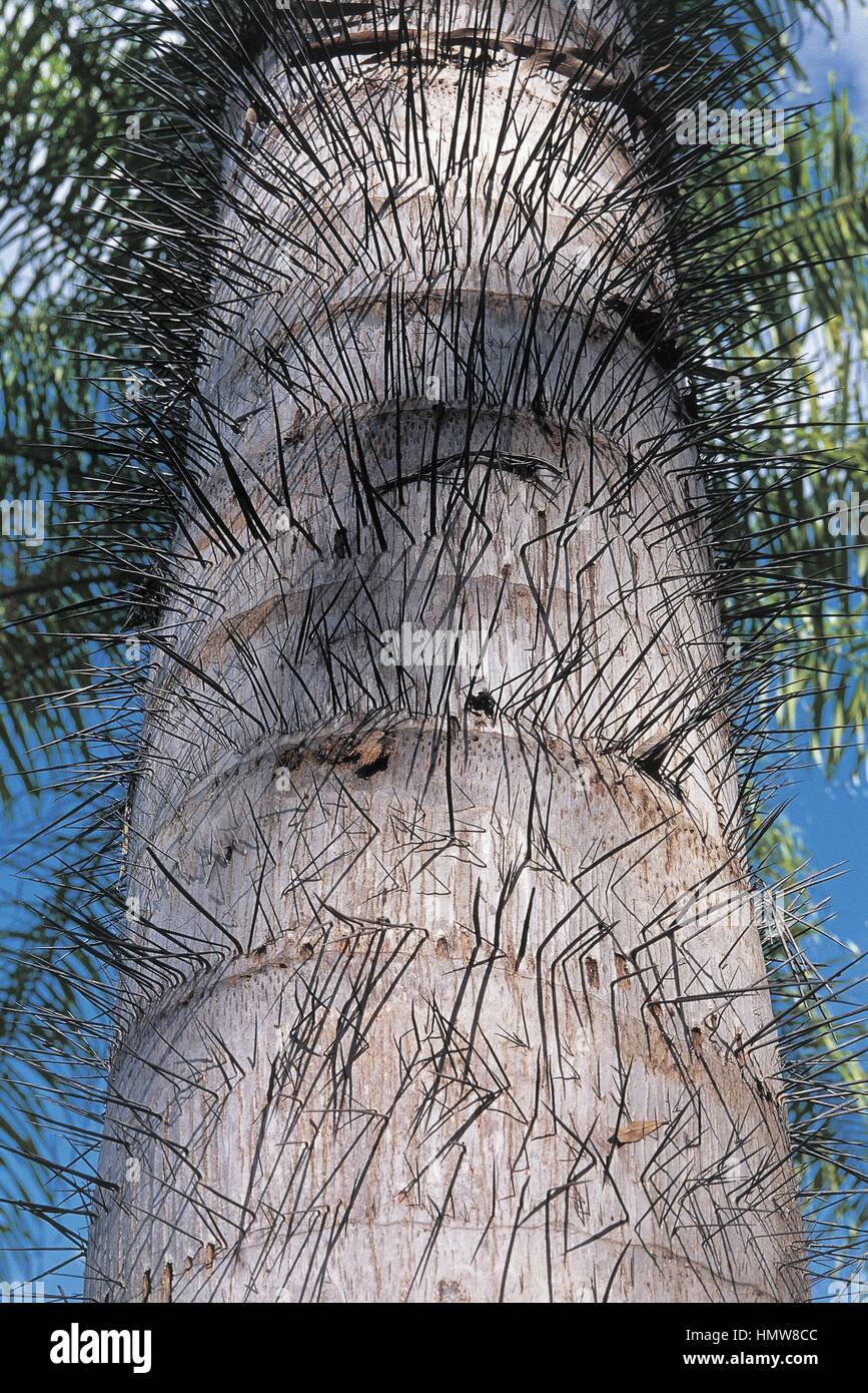 Gru gru palm hi-res stock photography and images - Alamy