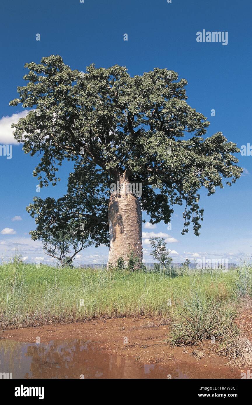 Botany - Trees - Bombacaceae - Baobab or Adansonia Stock Photo - Alamy