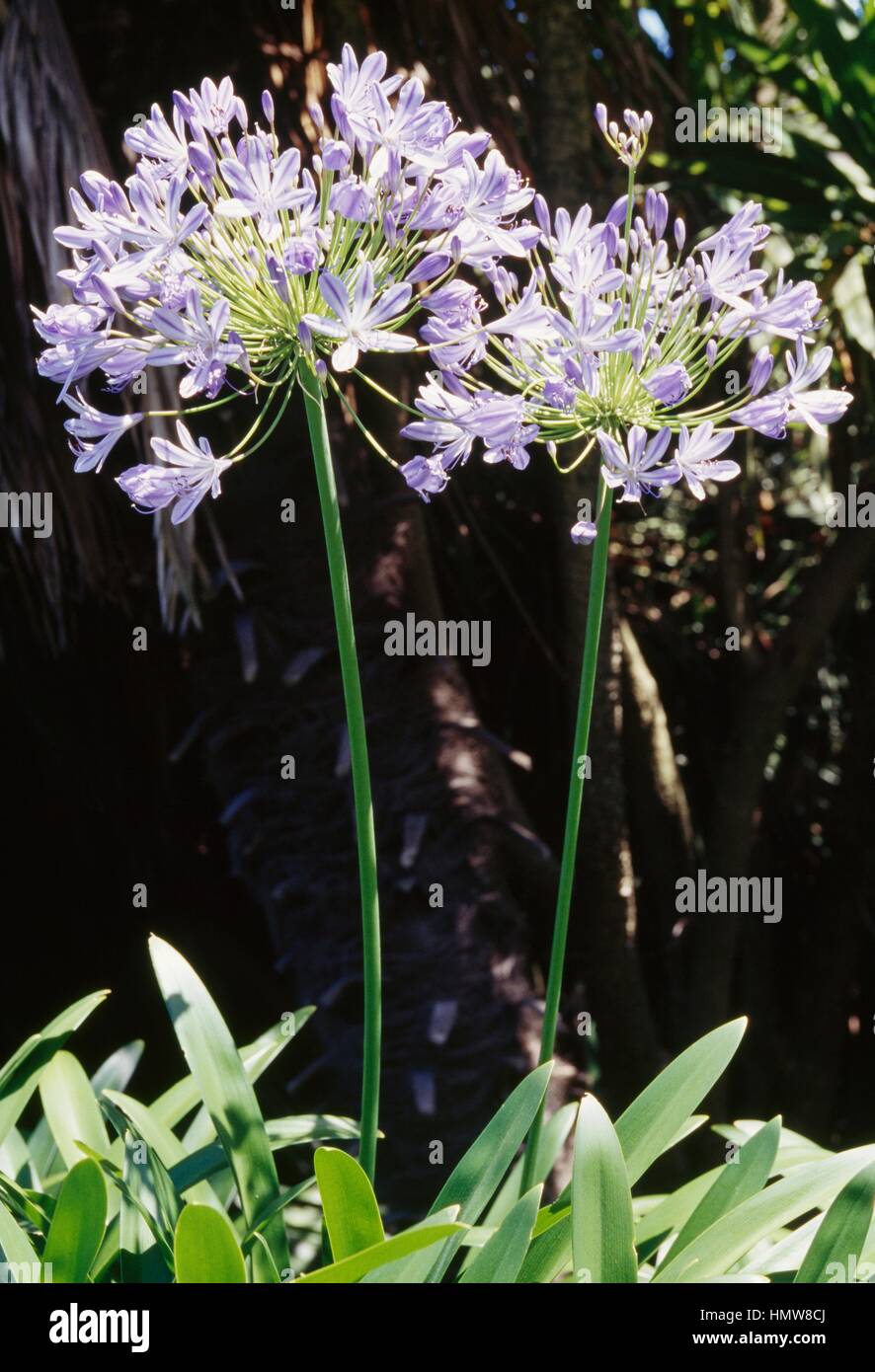 Common Agapanthus or Blue Lily (Agapanthus praecox), Amaryllidaceae ...