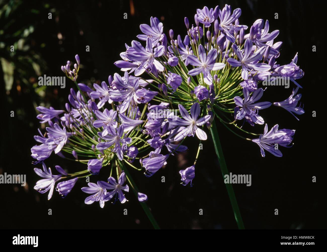 Common Agapanthus or Blue Lily (Agapanthus praecox), Amaryllidaceae ...