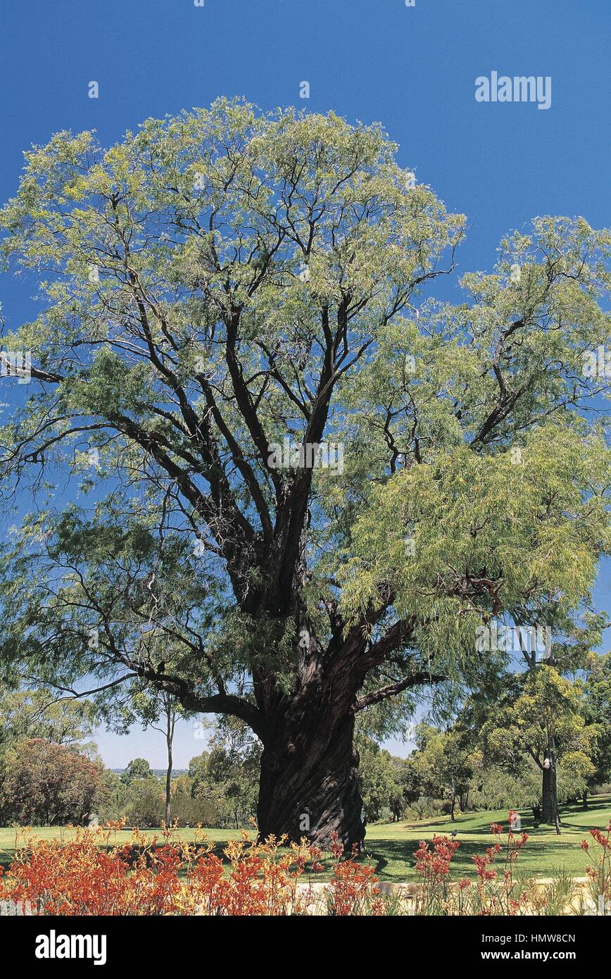 Botany - Trees - Myrtaceae. Willow myrtle (Agonis flexuosa Stock Photo ...