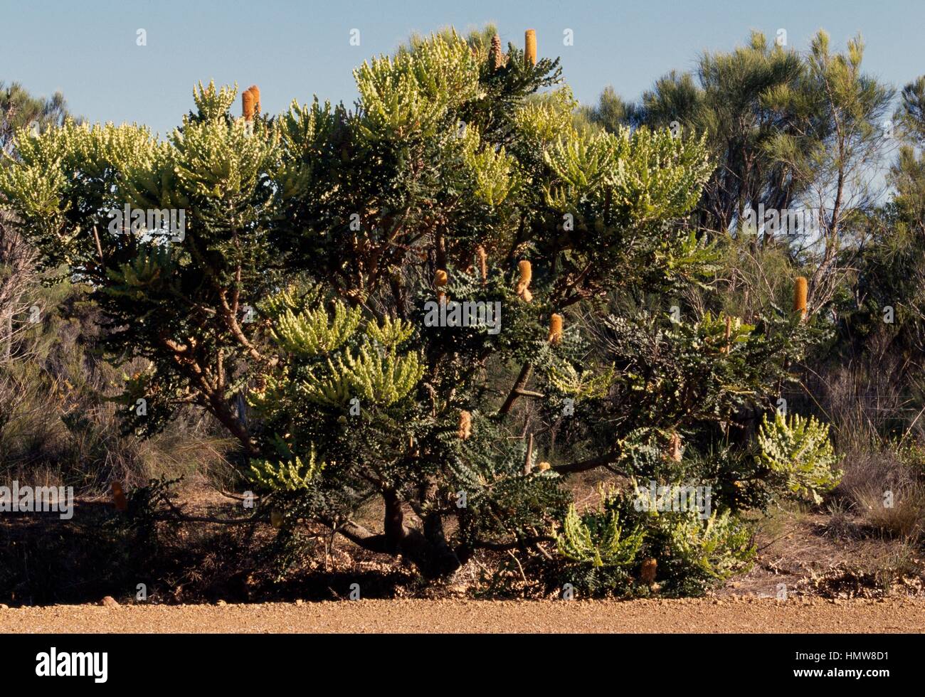 Bull Banksia, Giant Banksia or Mangite Banksia grandis, Proteaceae ...