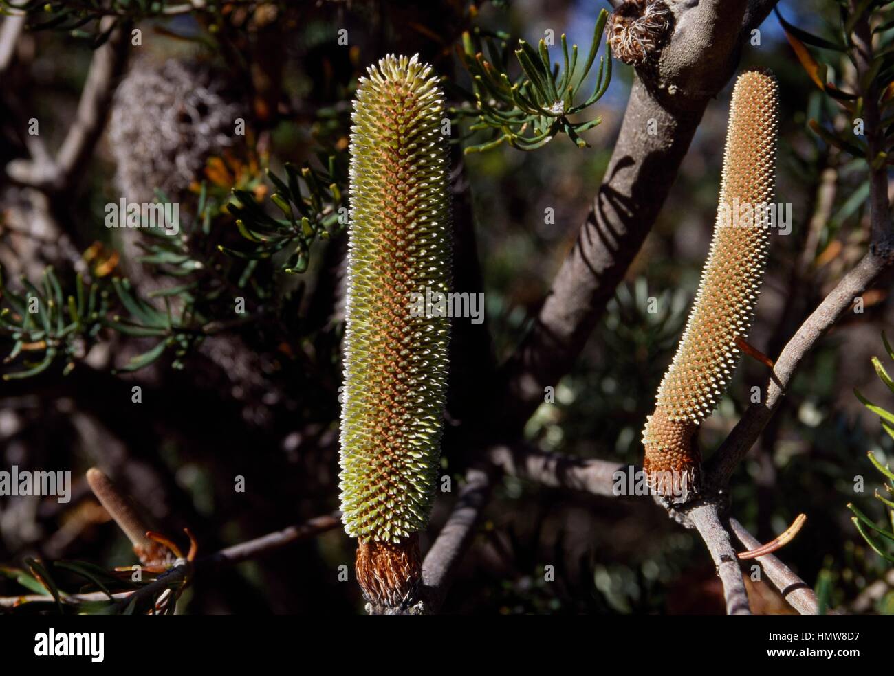 Desert Banksia (Banksia ornata), Proteaceae, Australia Stock Photo - Alamy