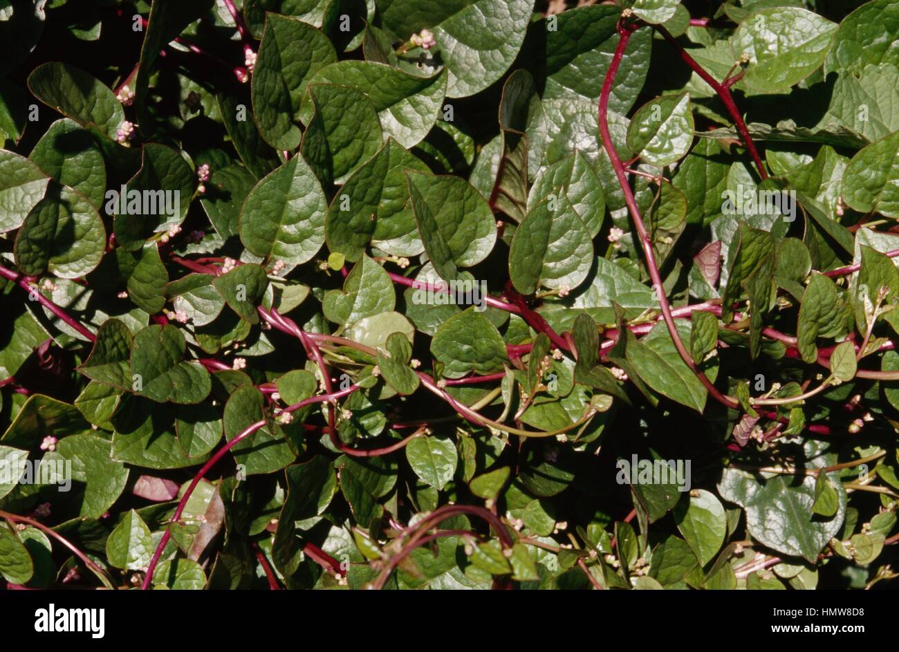 Malabar spinach (Basella alba), Basellaceae Stock Photo - Alamy