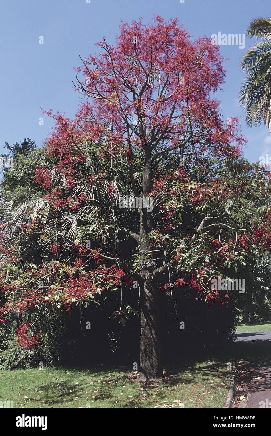 Botany - Trees - Sterculiaceae. Illawarra Flame Tree (Brachychiton ...