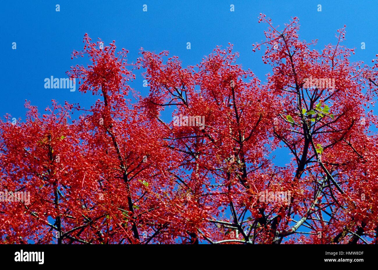 Illawarra tree hi-res stock photography and images - Alamy