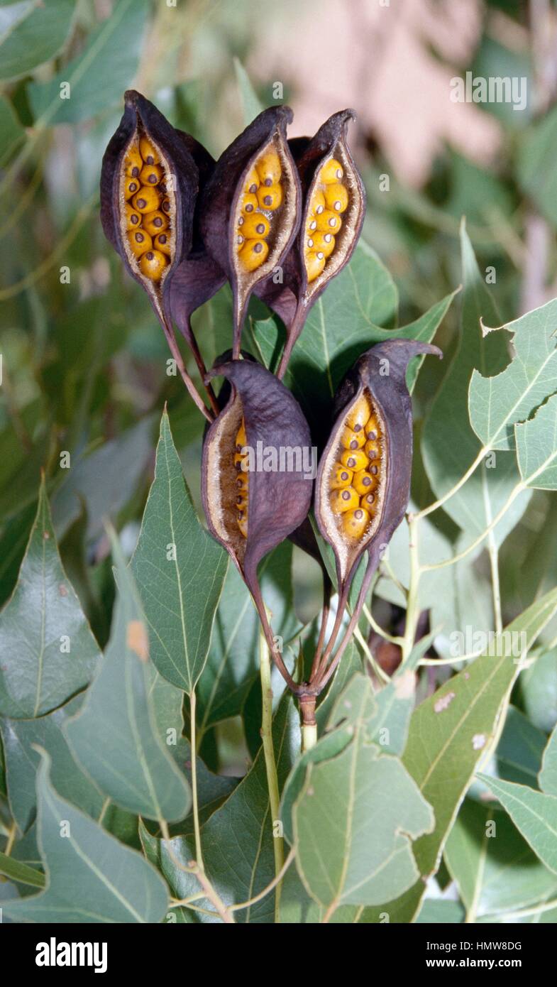 Desert kurrajong tree hi-res stock photography and images - Alamy