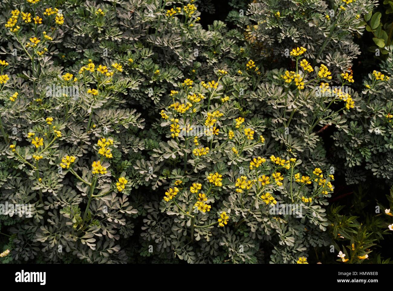 Jackmans blue common rue hi-res stock photography and images - Alamy