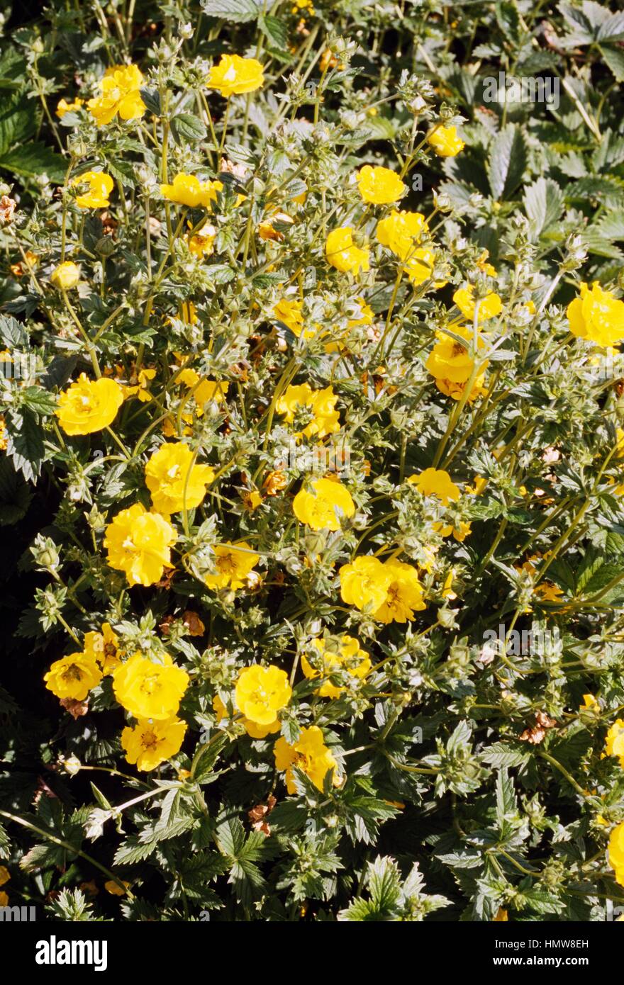 Cinquefoil (Potentilla Yellow Queen), Rosaceae Stock Photo - Alamy