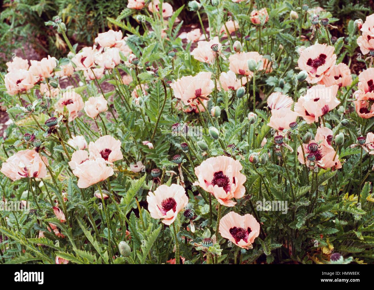 Oriental poppy (Papaver orientale Missis Perry), Papaveraceae Stock ...