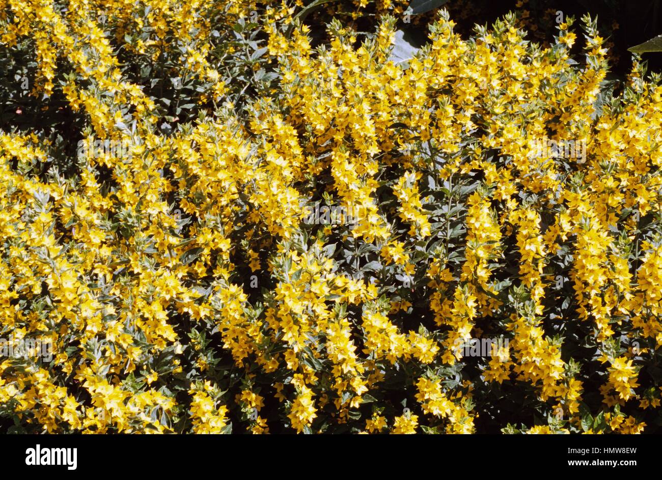 Dotted Loosestrife (Lysimachia punctata), Primulaceae Stock Photo - Alamy