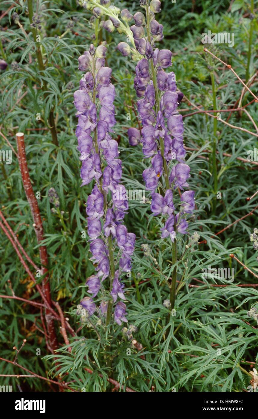 Spicatum hi-res stock photography and images - Alamy