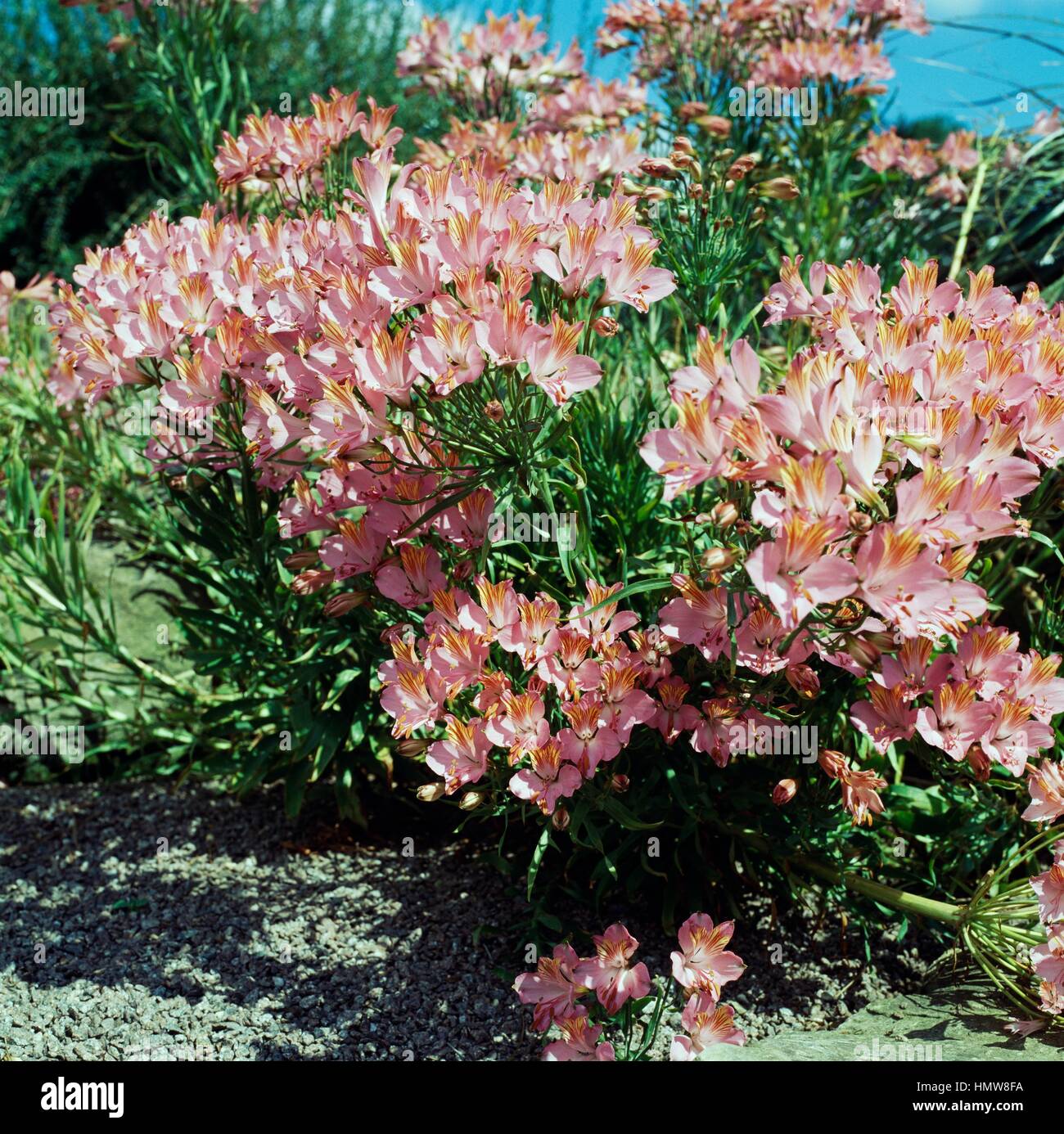 Alstroemeria presliana hi-res stock photography and images - Alamy