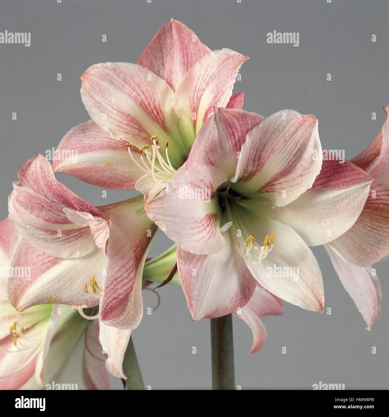 Botany gesneriaceae red hi-res stock photography and images - Alamy