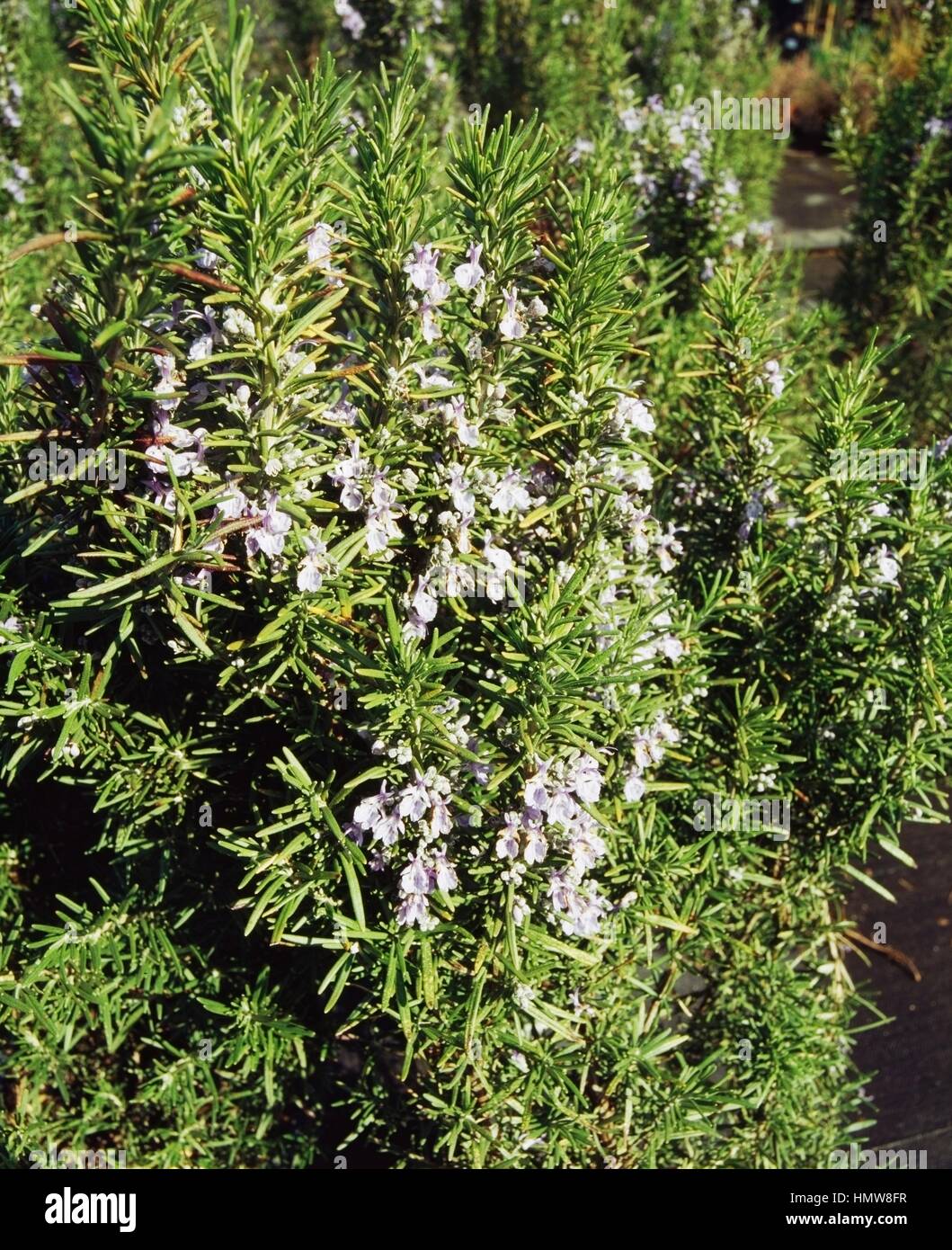 Rosemary in bloom (Rosmarinus officinalis), Lamiaceae Stock Photo - Alamy