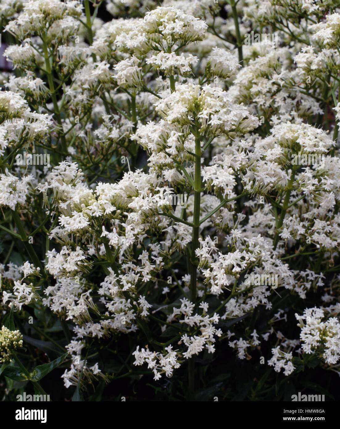 Centranthus ruber ‘albus’ hi-res stock photography and images - Alamy