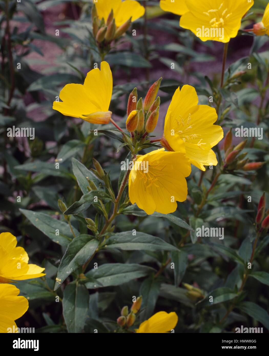 Oenothera Tetragona Northern Sundrops Sundrops North