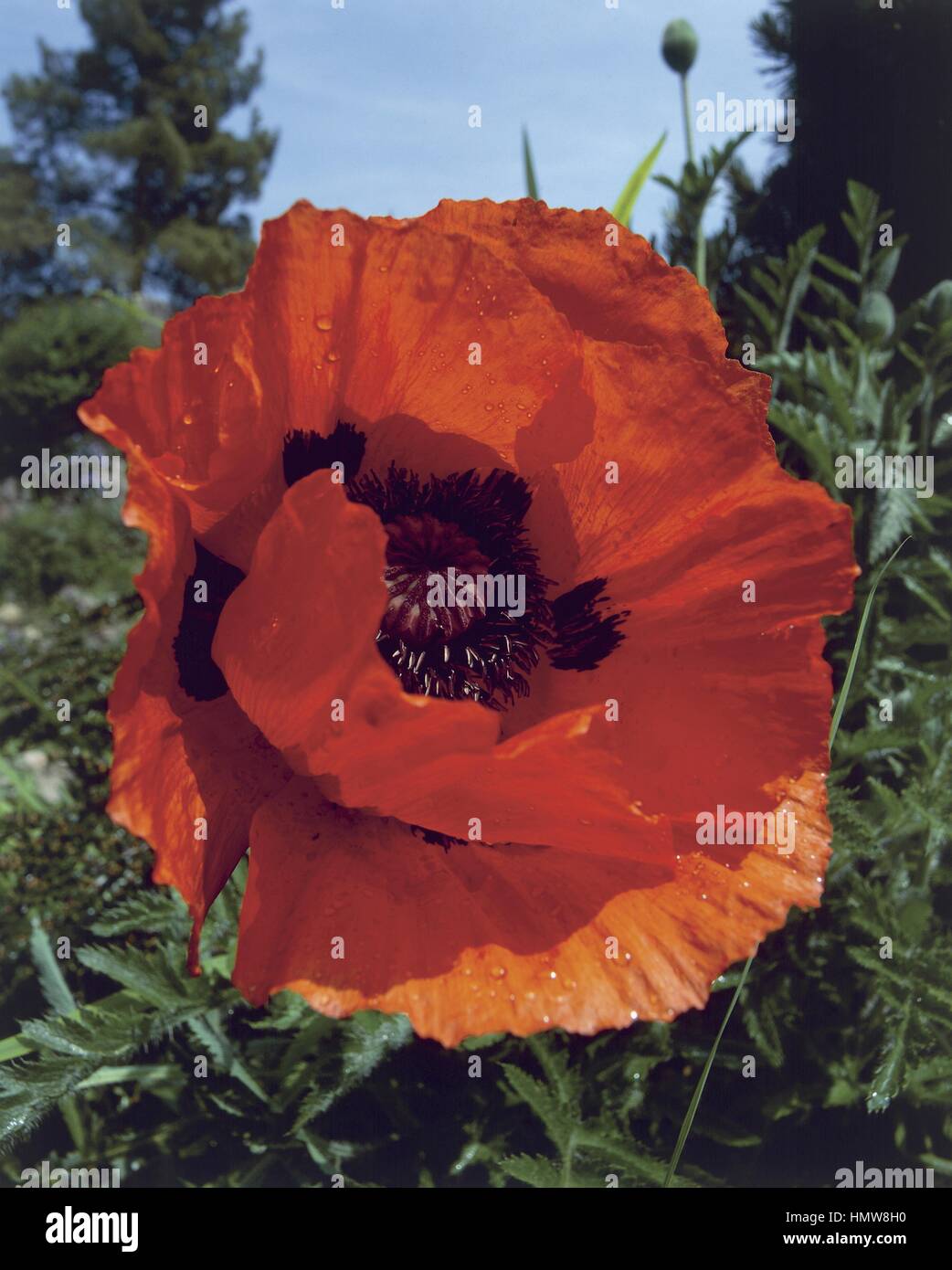 Botany - Papaveraceae. Oriental poppy (Papaver orientale Stock Photo ...