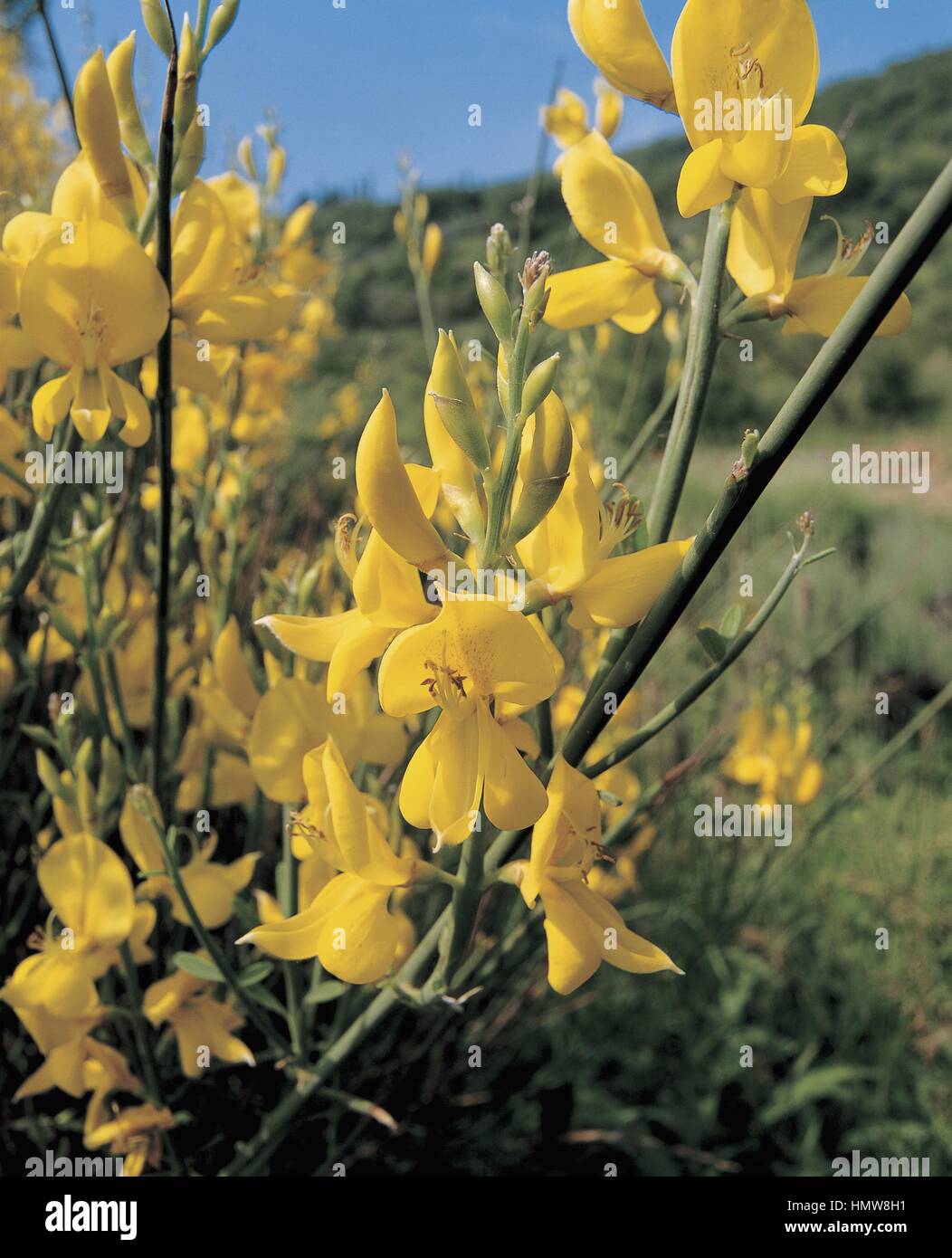 Spartium hi-res stock photography and images - Alamy