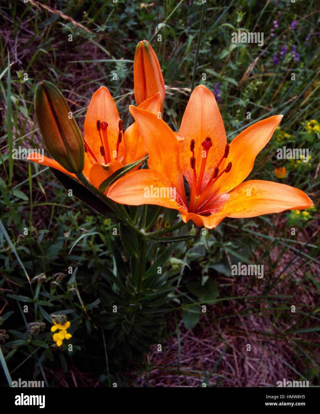 Orange Lily Fire Lily Or Tiger Lily Lilium Bulbiferum Or Lilium