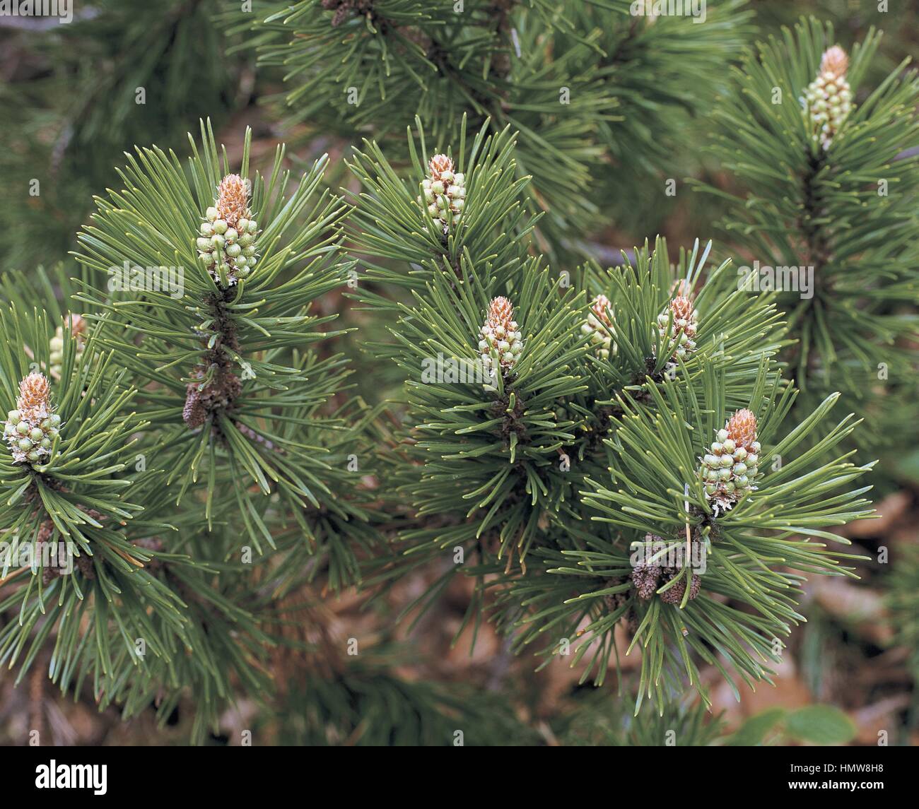 Botany - Trees - Pinaceae. Mugo pine (Pinus mugo). Detail Stock Photo - Alamy