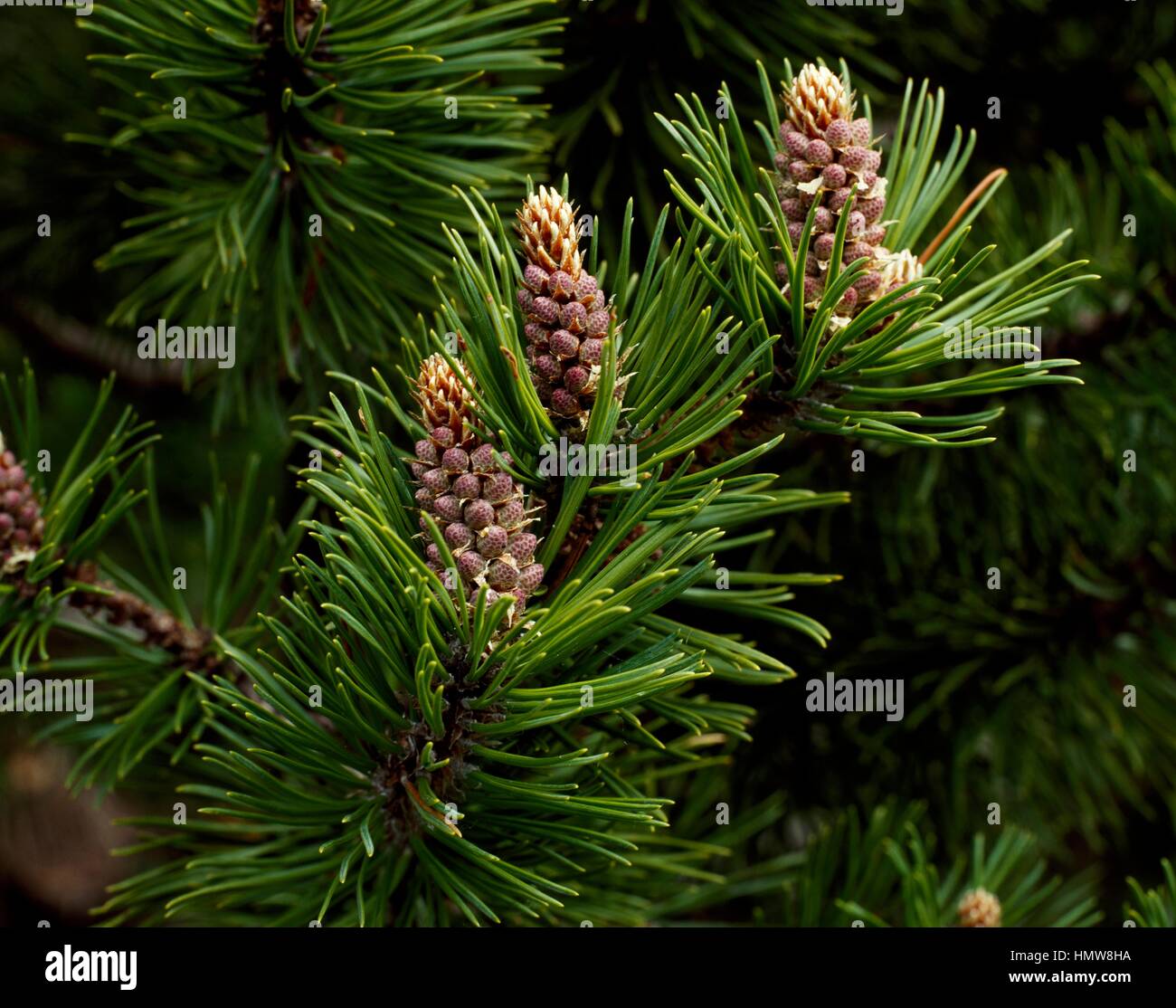 Strobilus pinus hi-res stock photography and images - Alamy