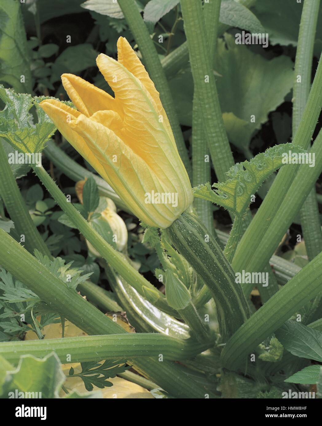 Botany - Cucurbitaceae. Field pumpkin (Cucurbita pepo Stock Photo - Alamy