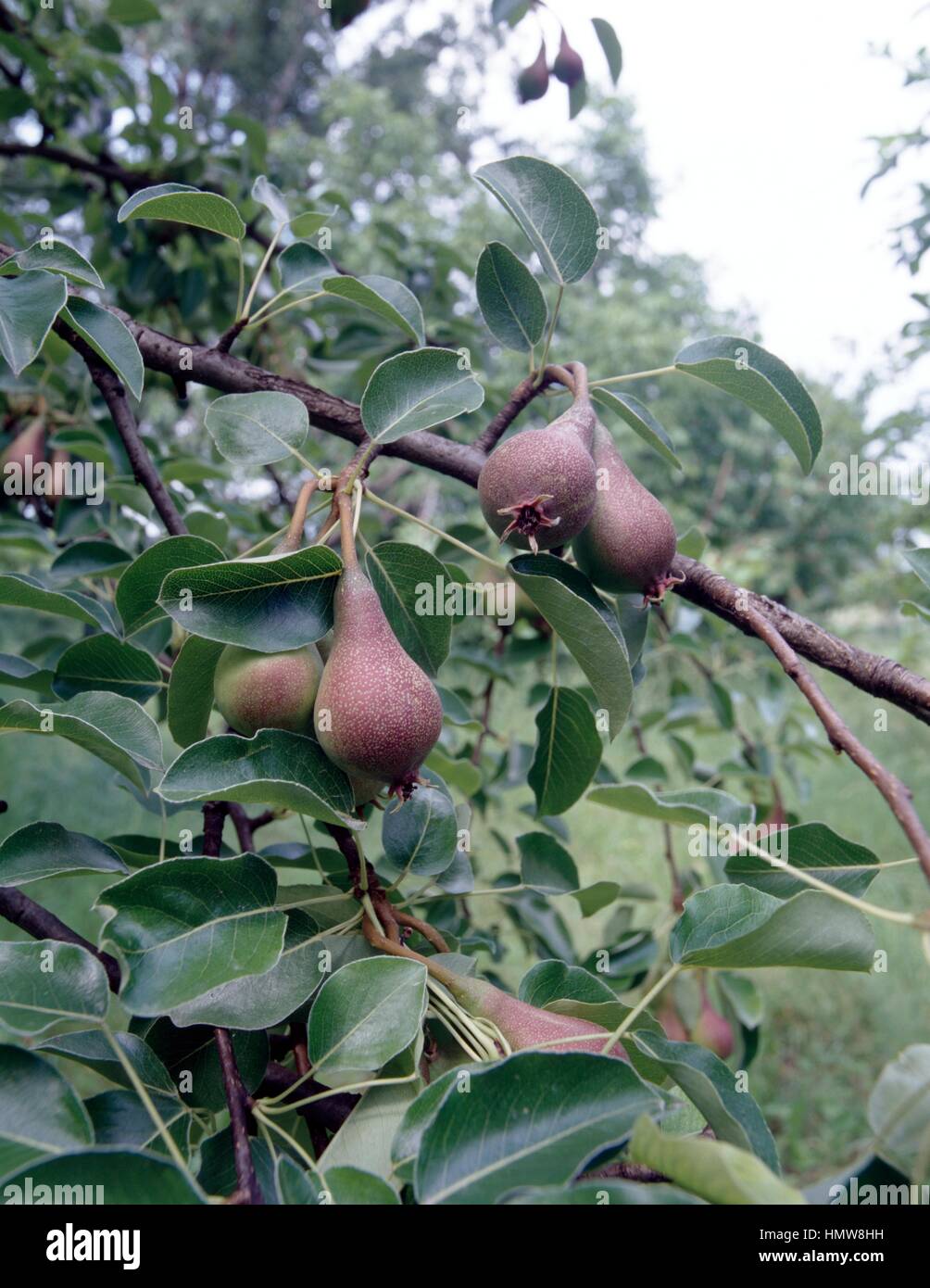Williams Pears (Pyrus communis), Rosaceae Stock Photo - Alamy