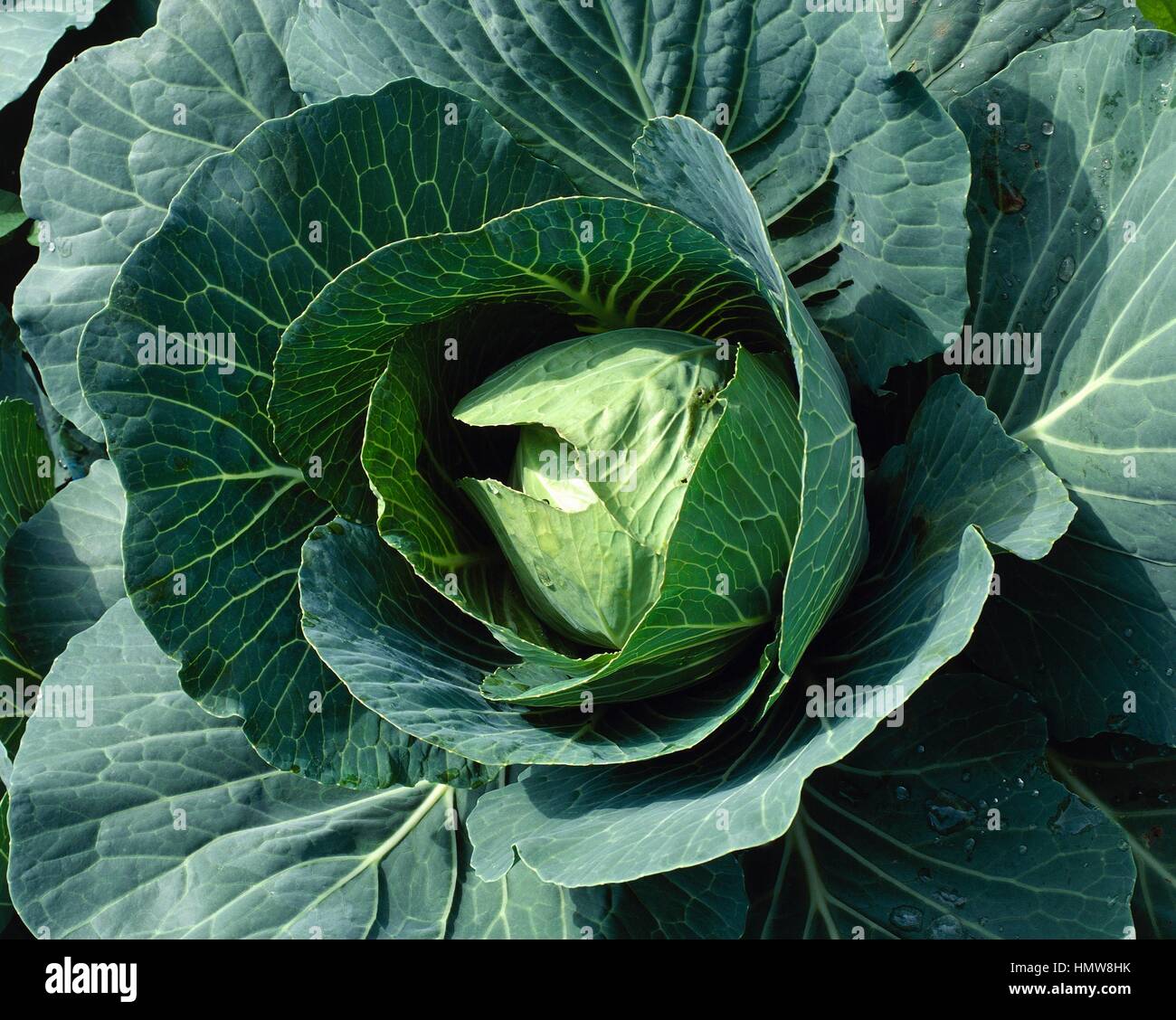 Wild Cabbage (Brassica oleracea capitata), Brassicaceae Stock Photo - Alamy